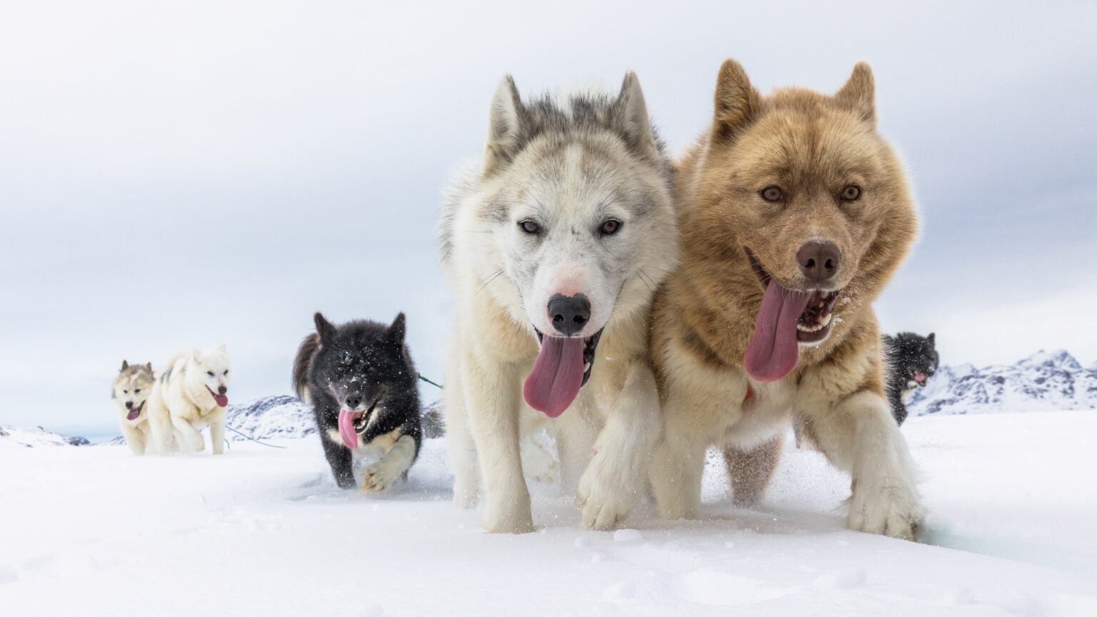 10 Facts About the Powerful and Strong Greenland Dog - Doggodigest