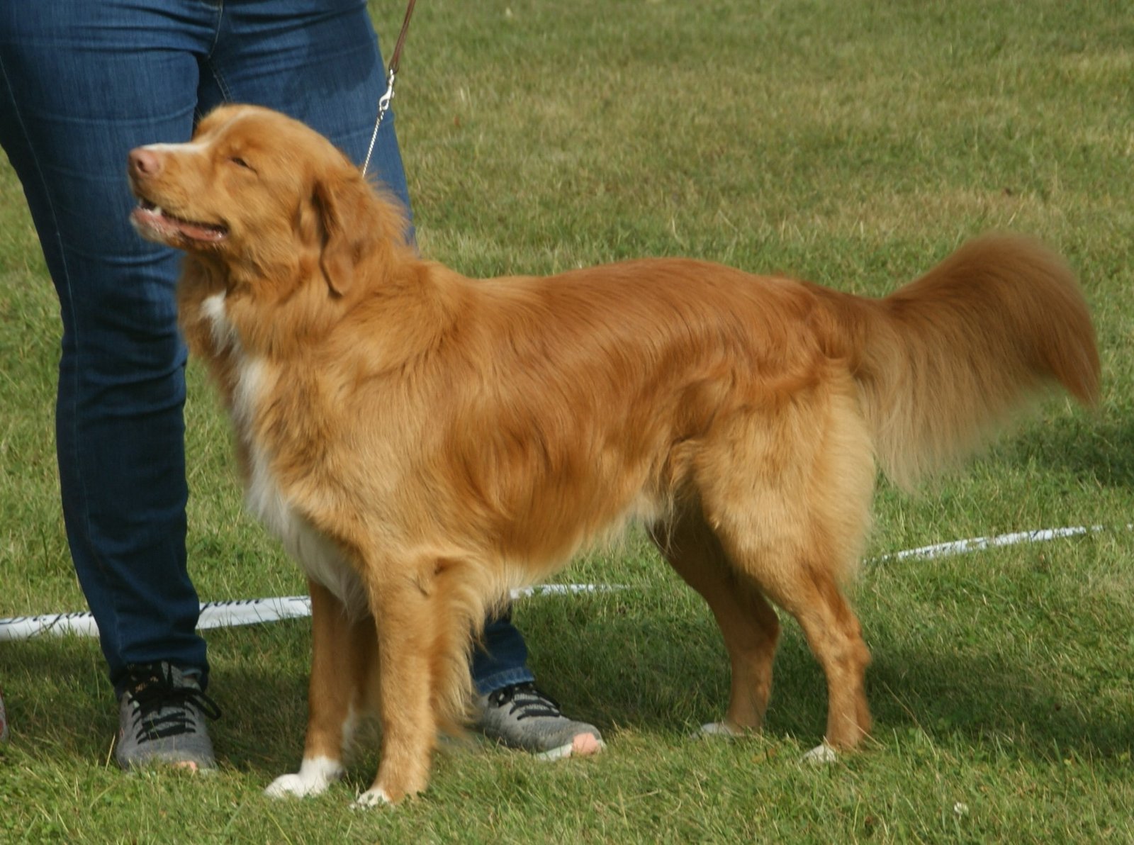Meet the Nova Scotia Duck Tolling Retriever That Shines Like a Red Fox