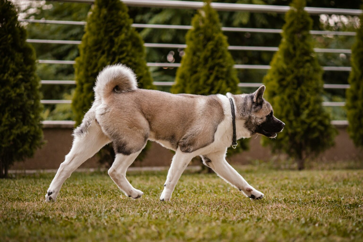 Why the American Akita is one of the Most Dangerous Dog Breeds ...