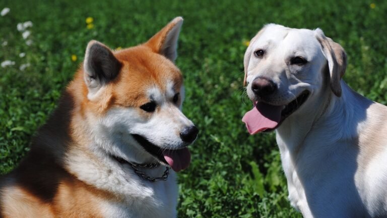 Everything You Need to Know about the Japanese Akita - Doggodigest