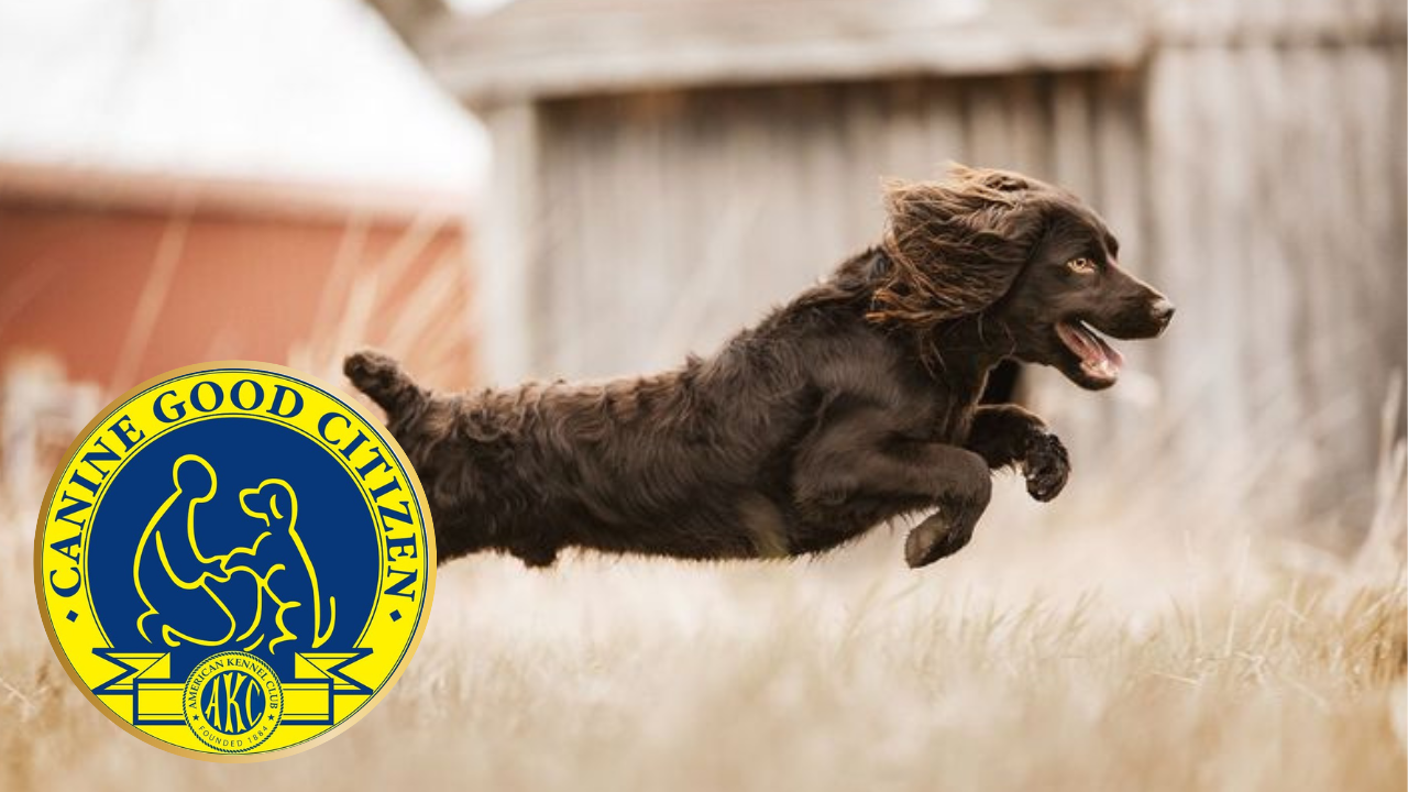 A Complete Guide to the Canine Good Citizen Test - Doggodigest