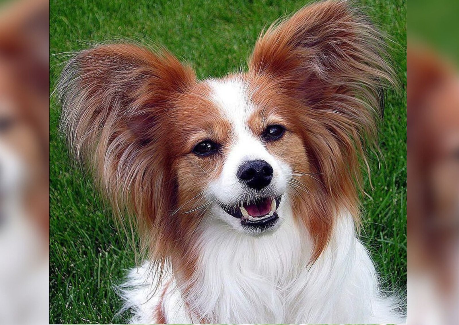 8 Important Facts about the Oldest Toy Spaniel, the Papillon
