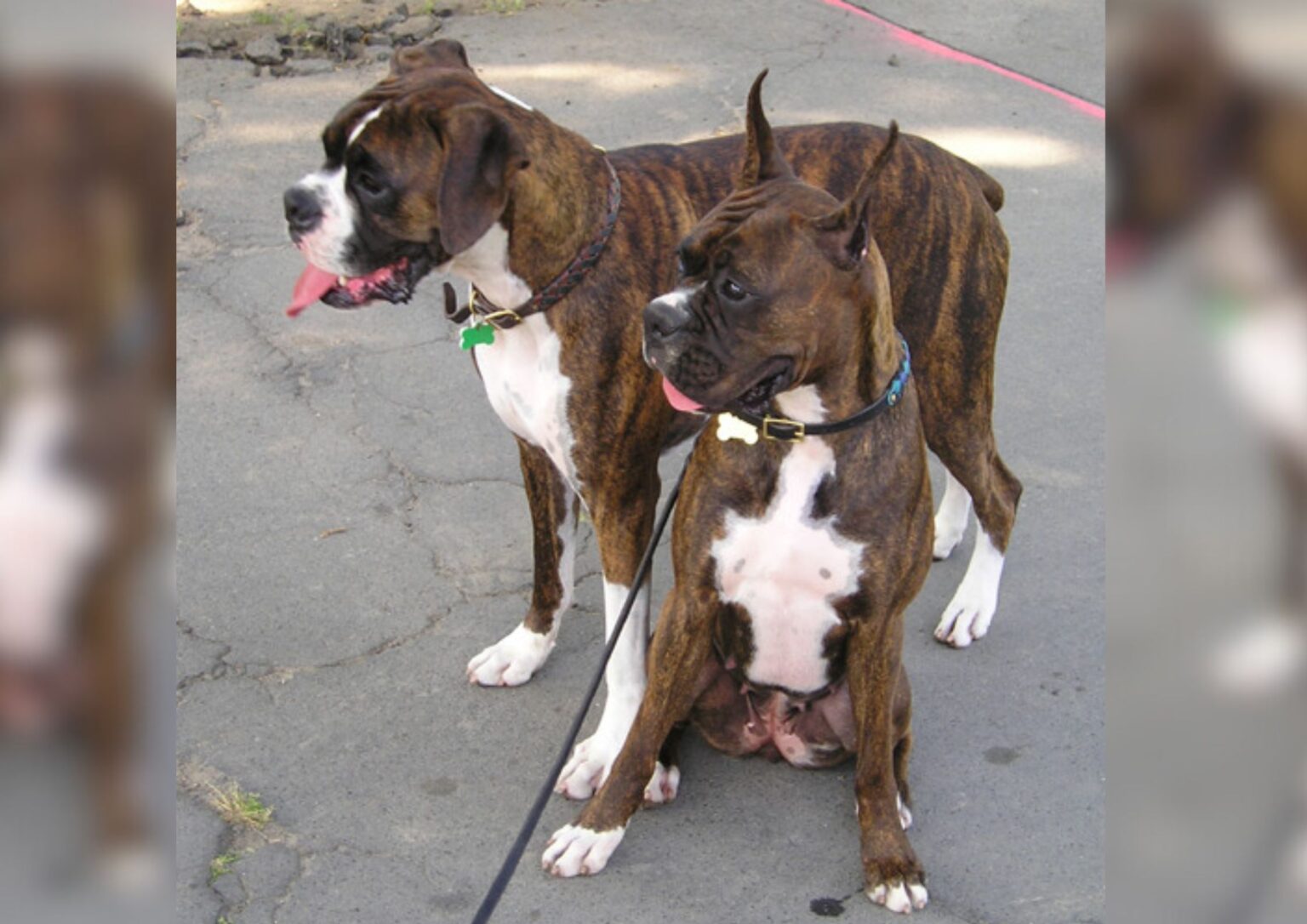 8 Ways Dogs Communicate Silently