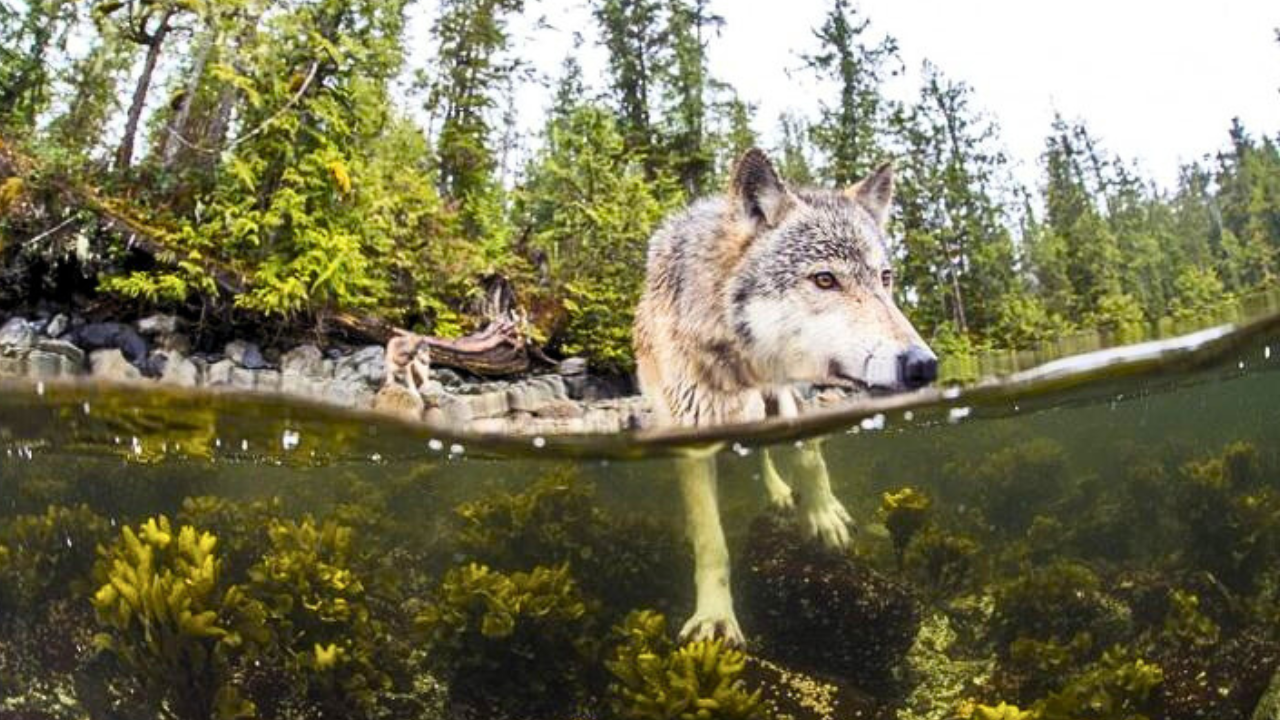 10 Facts About the Elusive Canadian Sea Wolf - Doggodigest