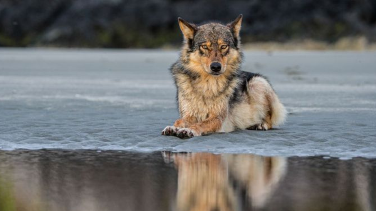 10 Facts About the Elusive Canadian Sea Wolf - Doggodigest