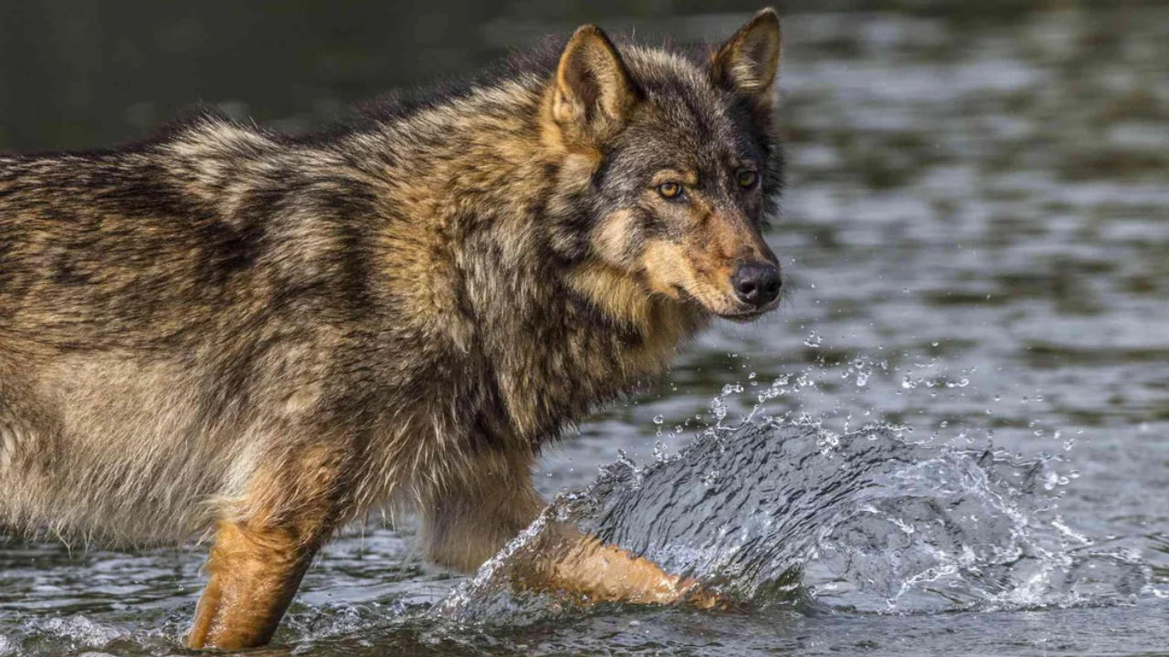 10 Facts About the Elusive Canadian Sea Wolf - Doggodigest