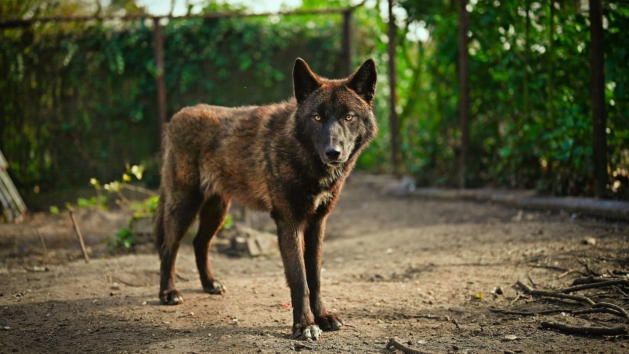 10 Facts to Know About Wolfdogs - Doggodigest