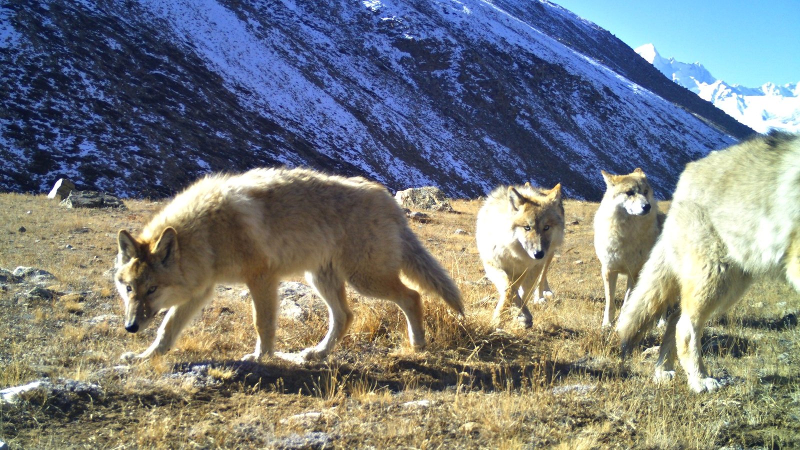 9 Facts about the Elusive Himalayan Wolf - Doggodigest