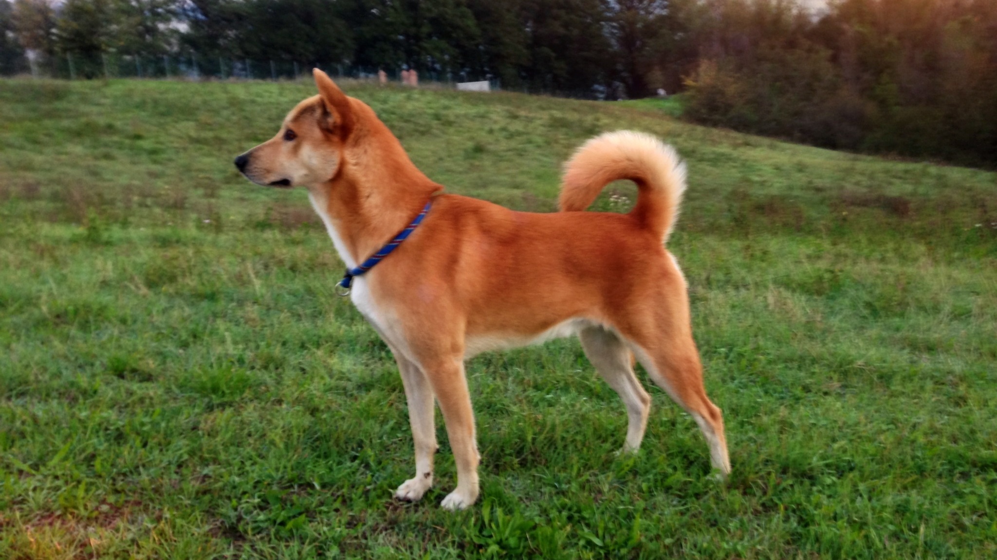 13 Facts about the Canaan, Israel's National Dog - Doggodigest