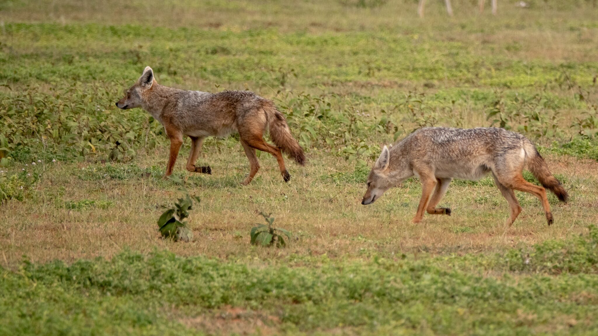 Major Facts about the Critically Endangered African Golden Wolf ...