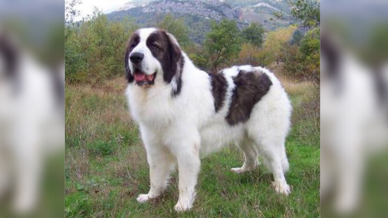 Everything You Need to Know about The Karakachan Bulgarian Sheepdog: A ...