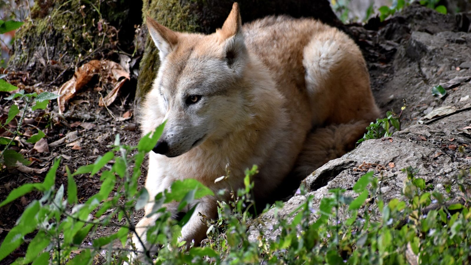 9 Facts about the Elusive Himalayan Wolf - Doggodigest
