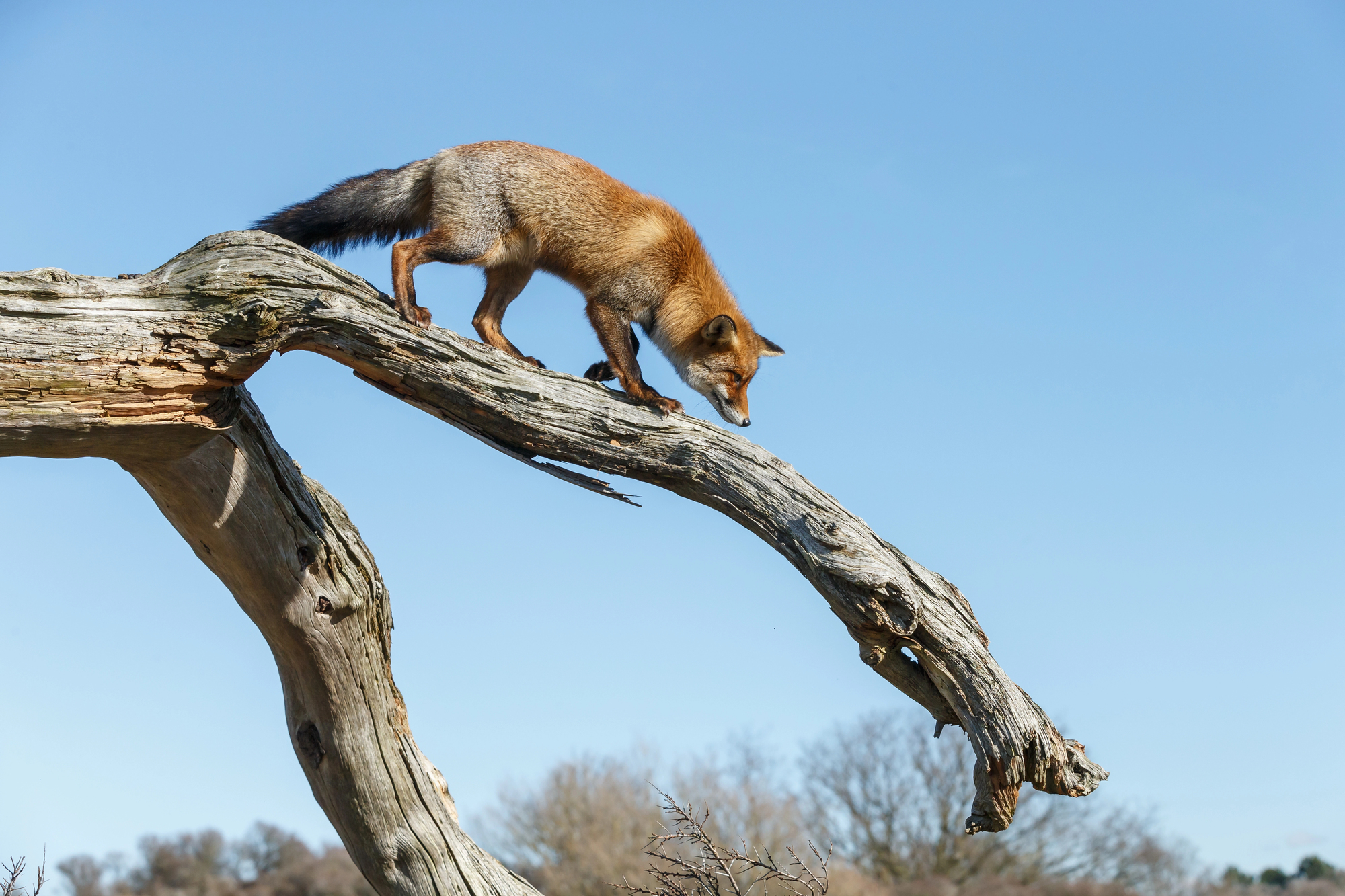 12 Facts about the Sierra Nevda Red Fox, One of the Rarest Mammals in ...