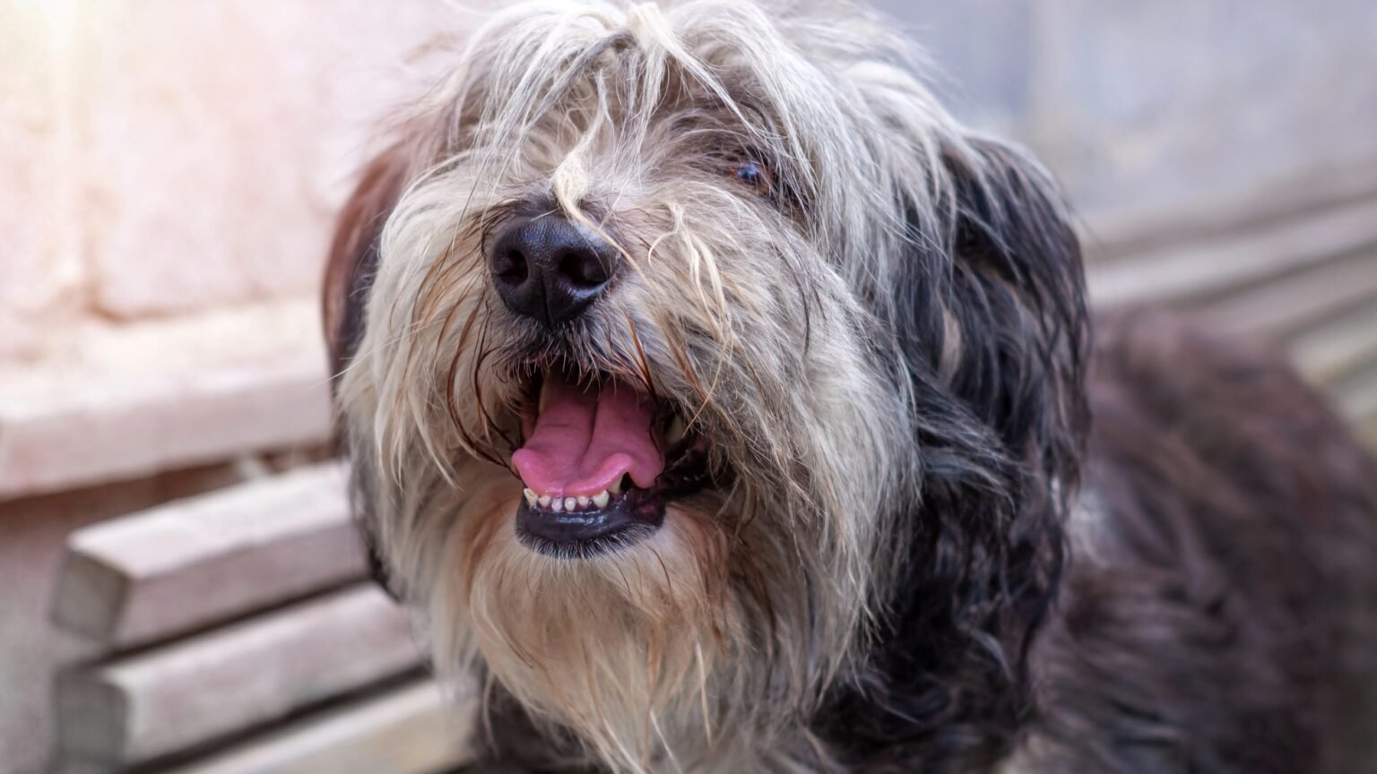 Everything You Need to Know about the Polish Lowland Sheepdog - Doggodigest