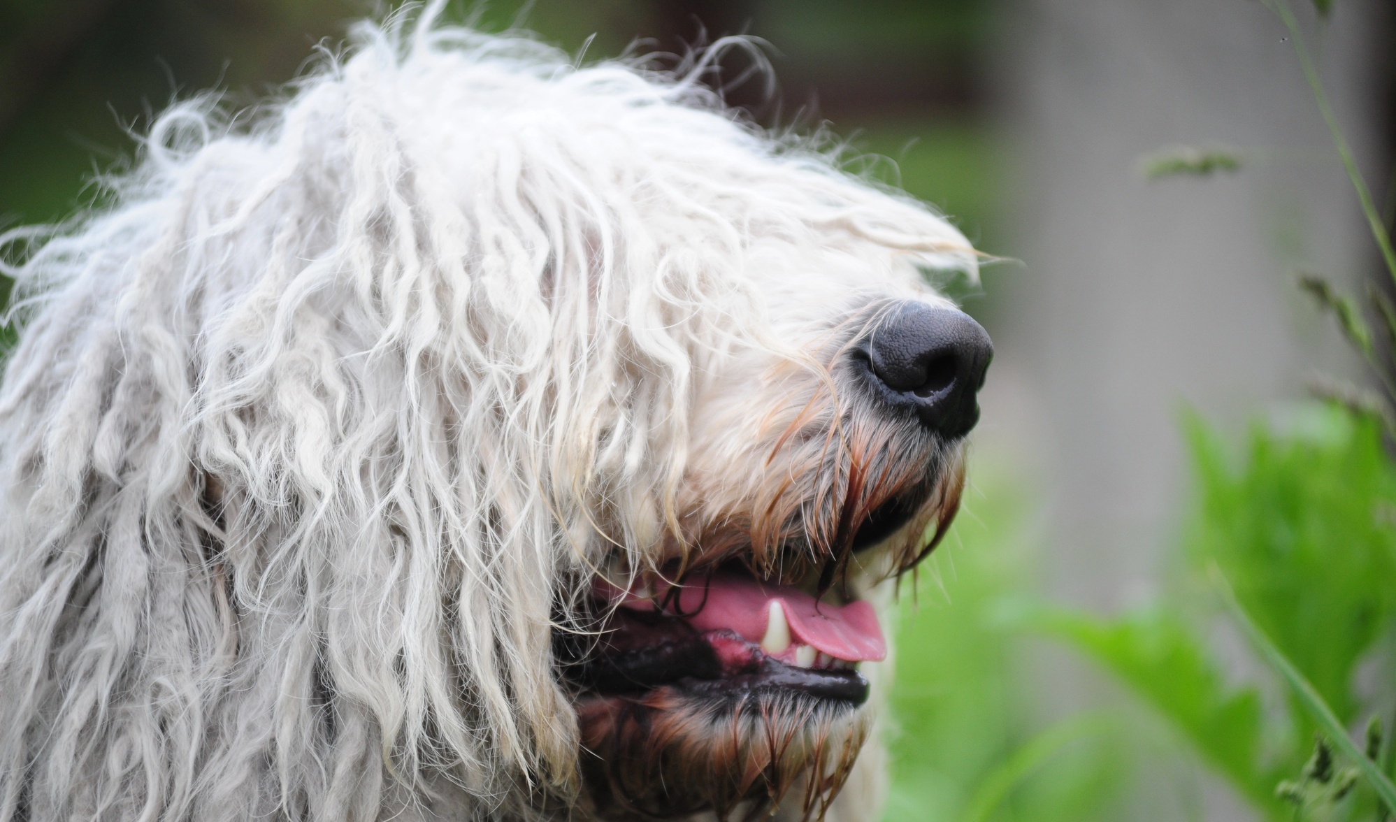 10 Facts about one of the Rarest Dog Breeds: The Komondor - Doggodigest