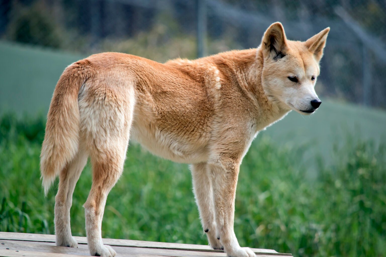 10 Facts about the Australian Dingo - Doggodigest