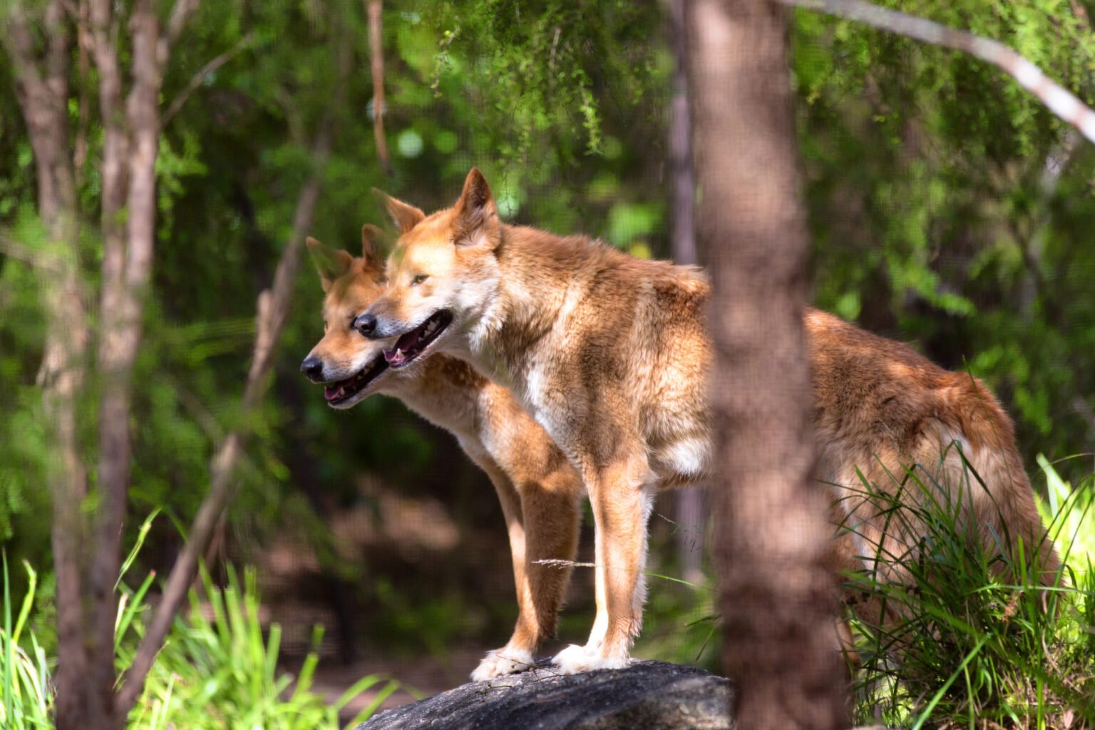 10 Facts about the Australian Dingo - Doggodigest