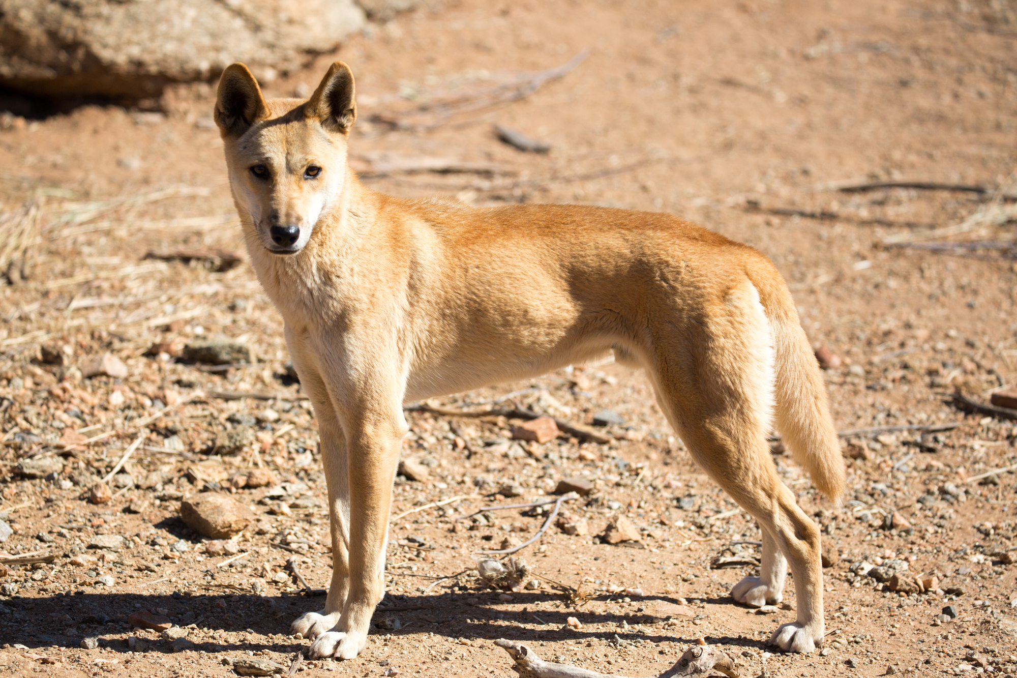 10 Facts about the Australian Dingo - Doggodigest