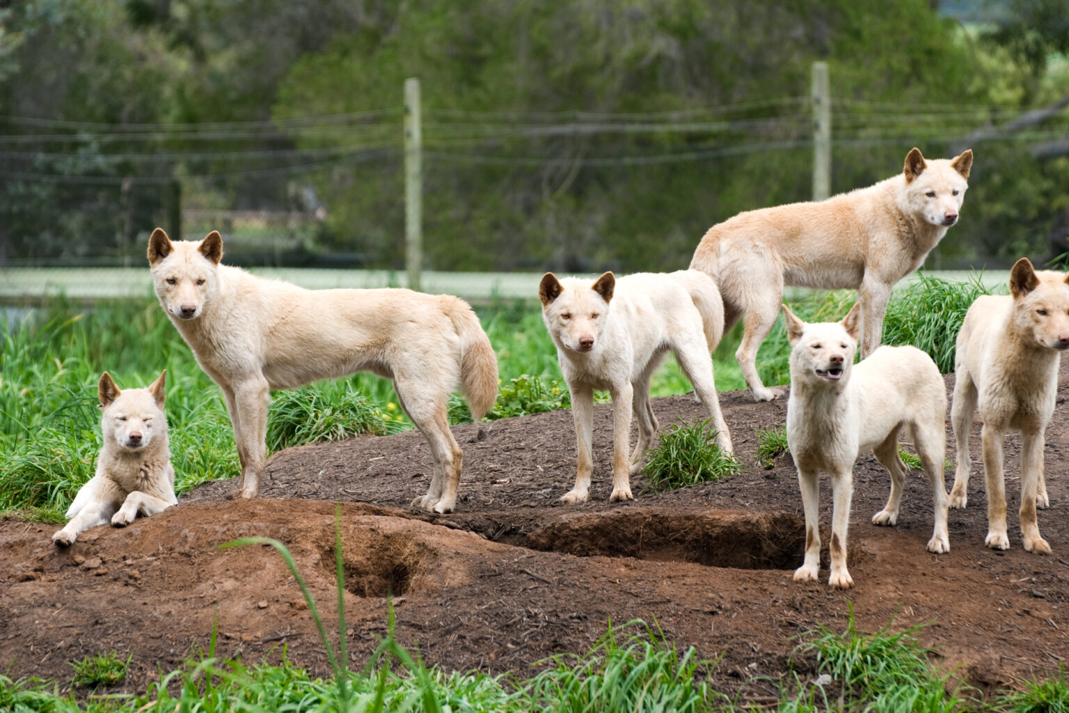 10 Facts about the Australian Dingo - Doggodigest