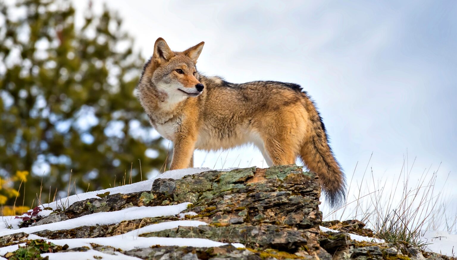 10 Fascinating Facts About Coyotes Not Everyone Knows - Doggodigest