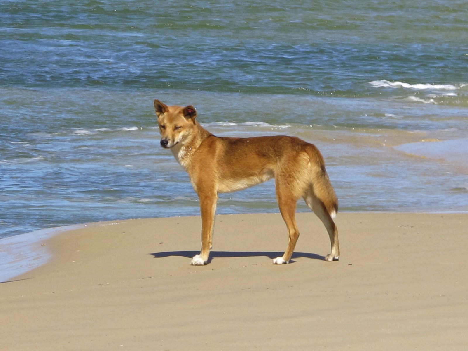 10 Facts about the Australian Dingo - Doggodigest