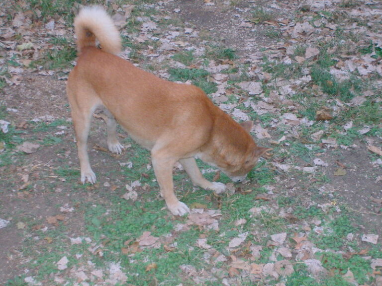 10 Facts about the New Guinea Singing Dog, the World's Rarest Wild Dog