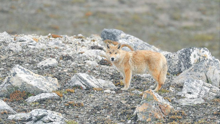 9 Facts about the Elusive Himalayan Wolf - Doggodigest