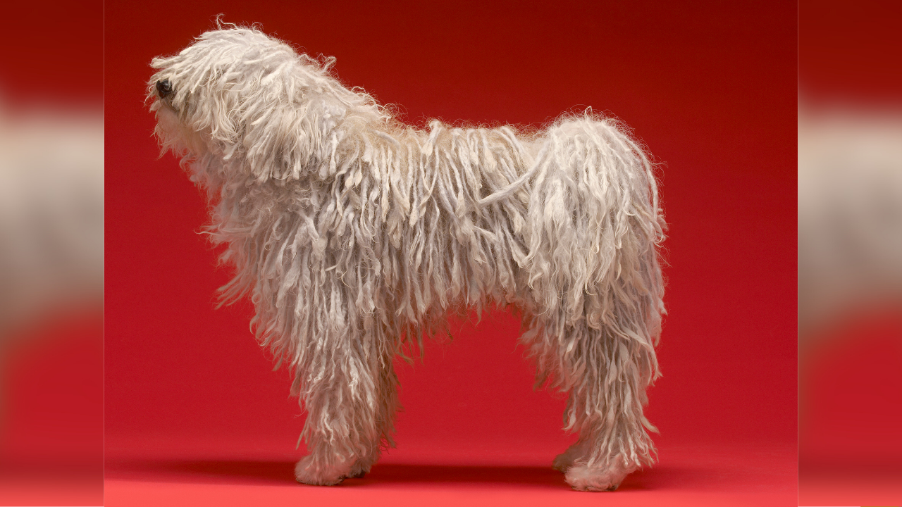 10 Facts about one of the Rarest Dog Breeds: The Komondor - Doggodigest