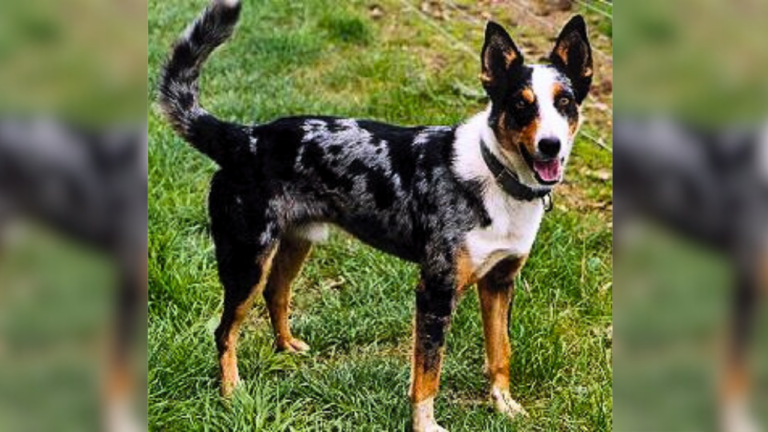The Koolie: Australia's Oldest Working Dog Breed - Doggodigest