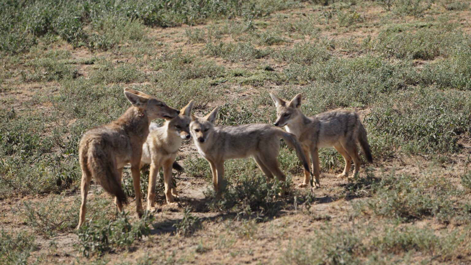 Major Facts about the Critically Endangered African Golden Wolf ...