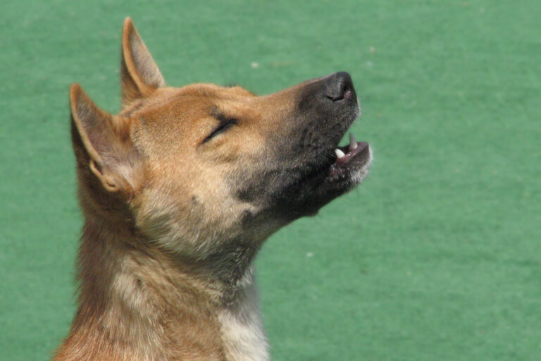 10 Facts about the New Guinea Singing Dog, the World's Rarest Wild Dog