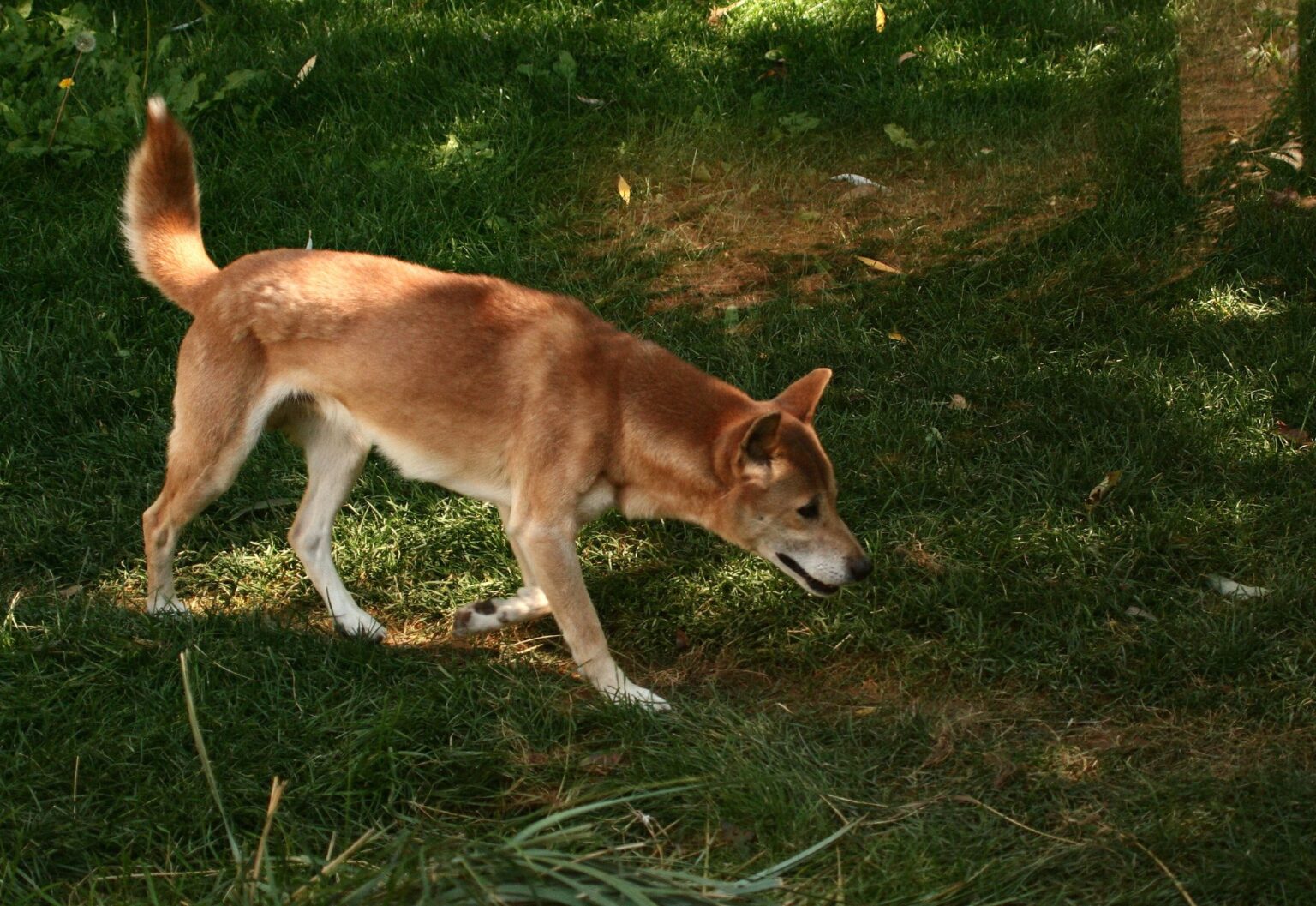 10 Facts about the New Guinea Singing Dog, the World's Rarest Wild Dog