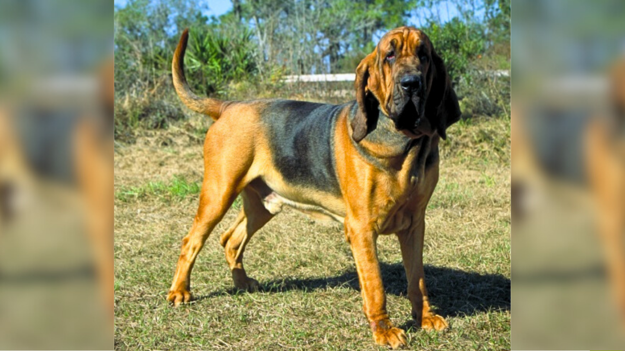 10 Facts About the Bloodhound - Doggodigest
