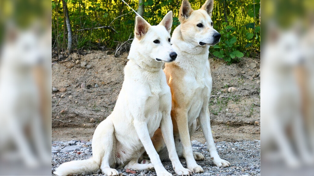 13 Facts about the Canaan, Israel's National Dog - Doggodigest