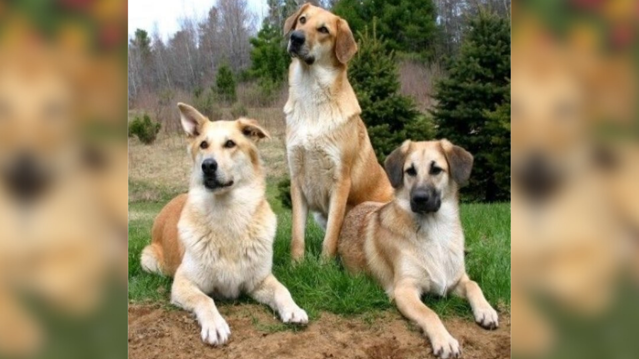 Facts about the Rare Chinook, New Hampshire's Official State Dog ...