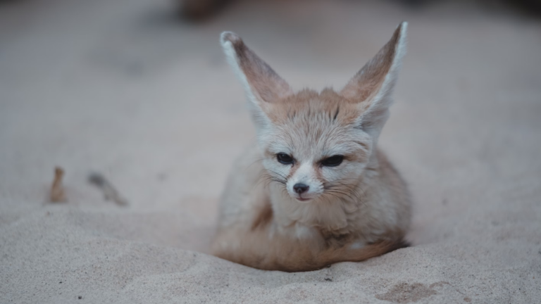 10 Fascinating Facts about the World's Smallest Wild Dog - The Fennec ...