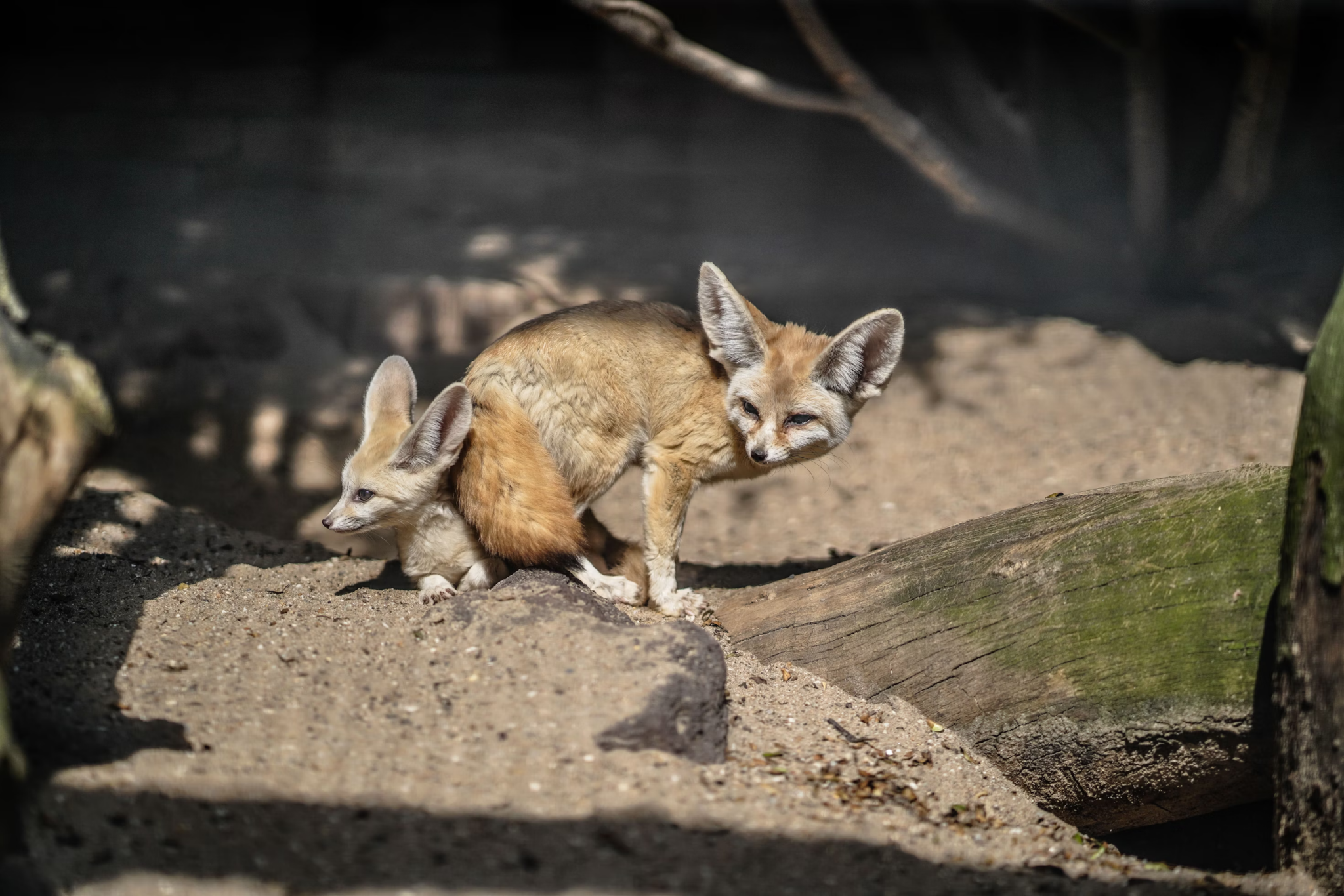 10 Fascinating Facts about the World's Smallest Wild Dog - The Fennec ...