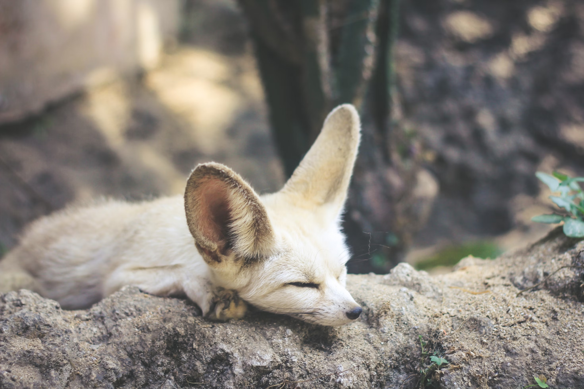 10 Fascinating Facts about the World's Smallest Wild Dog - The Fennec ...