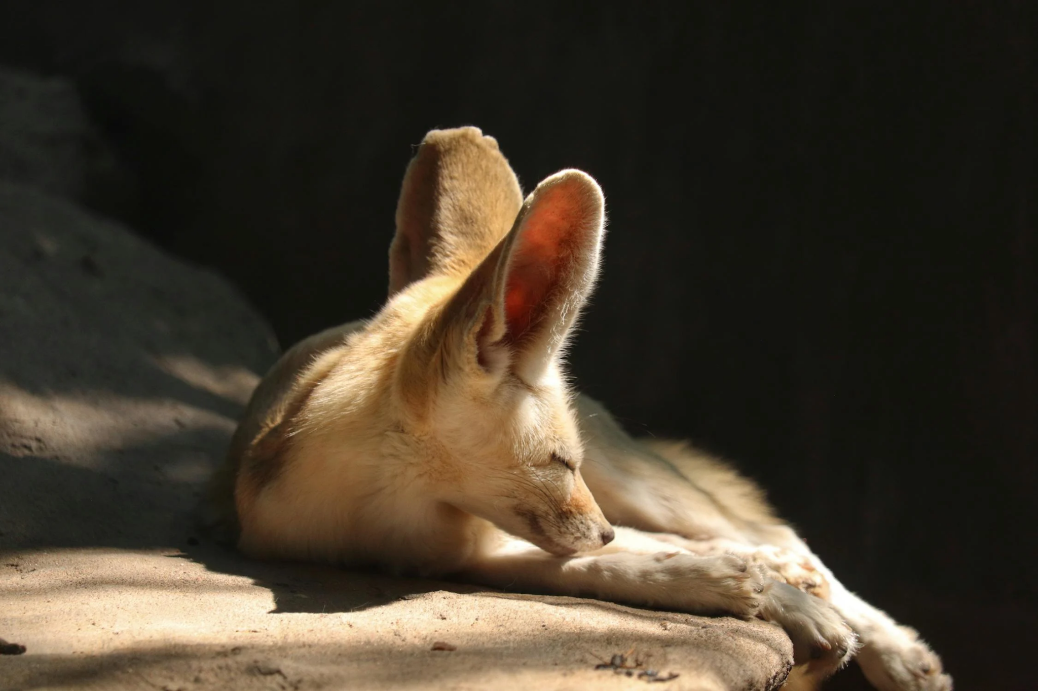 10 Fascinating Facts about the World's Smallest Wild Dog - The Fennec ...