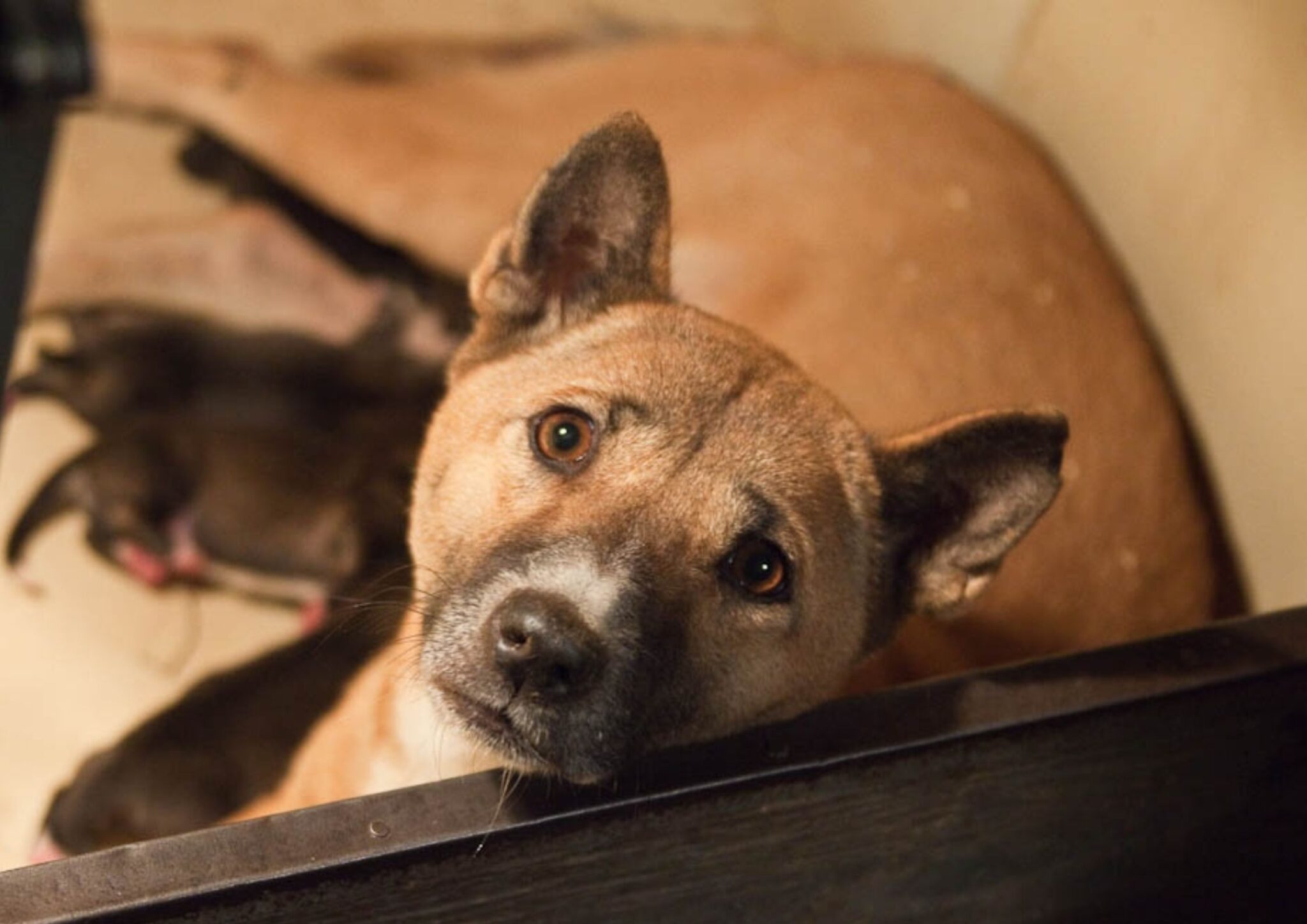 10 Facts about the New Guinea Singing Dog, the World's Rarest Wild Dog