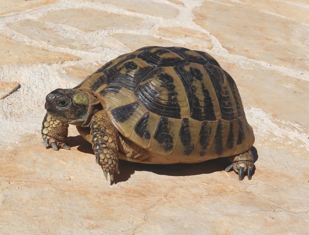 10 Popular Tortoise Breeds to Keep as Pets in the USA - Doggodigest