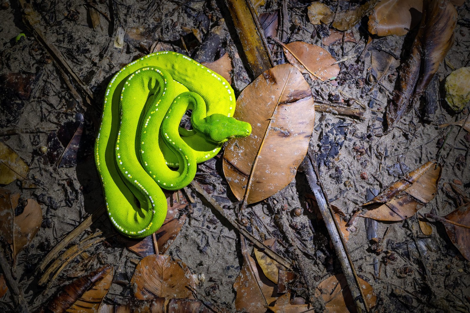 How to Care for a Pet Green Tree Python - Doggodigest