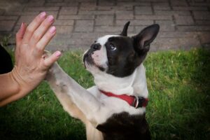 15 Most Intelligent Small Dog Breeds - Doggodigest