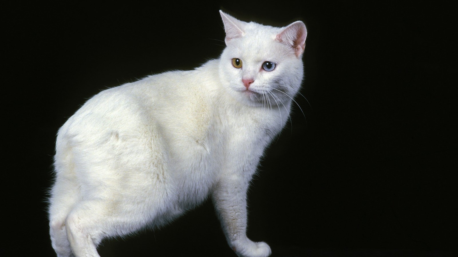 13 Fascinating Facts About The Tailless Manx Cat - Doggodigest