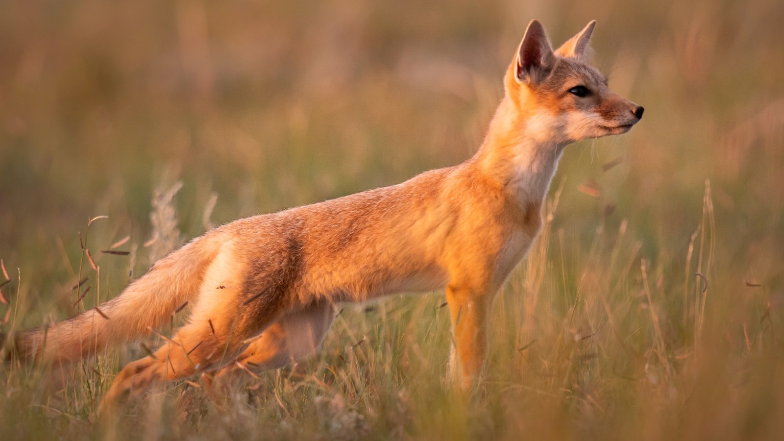20 Types of Fascinating Foxes and Where to Find Them - Doggodigest
