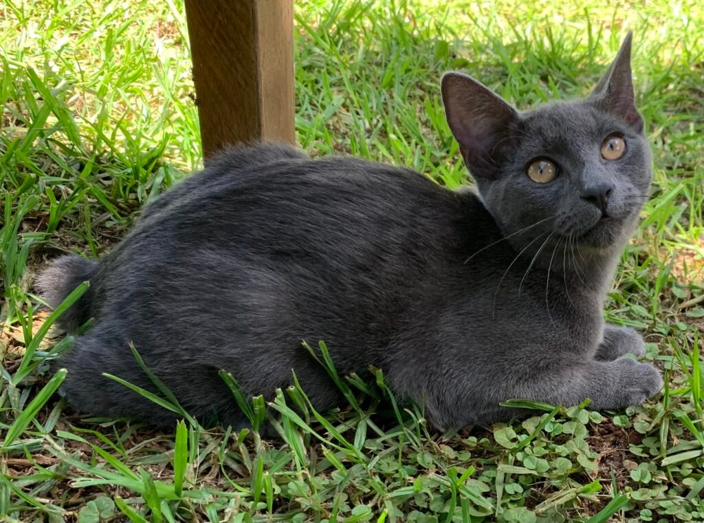 13 Fascinating Facts About The Tailless Manx Cat - Doggodigest