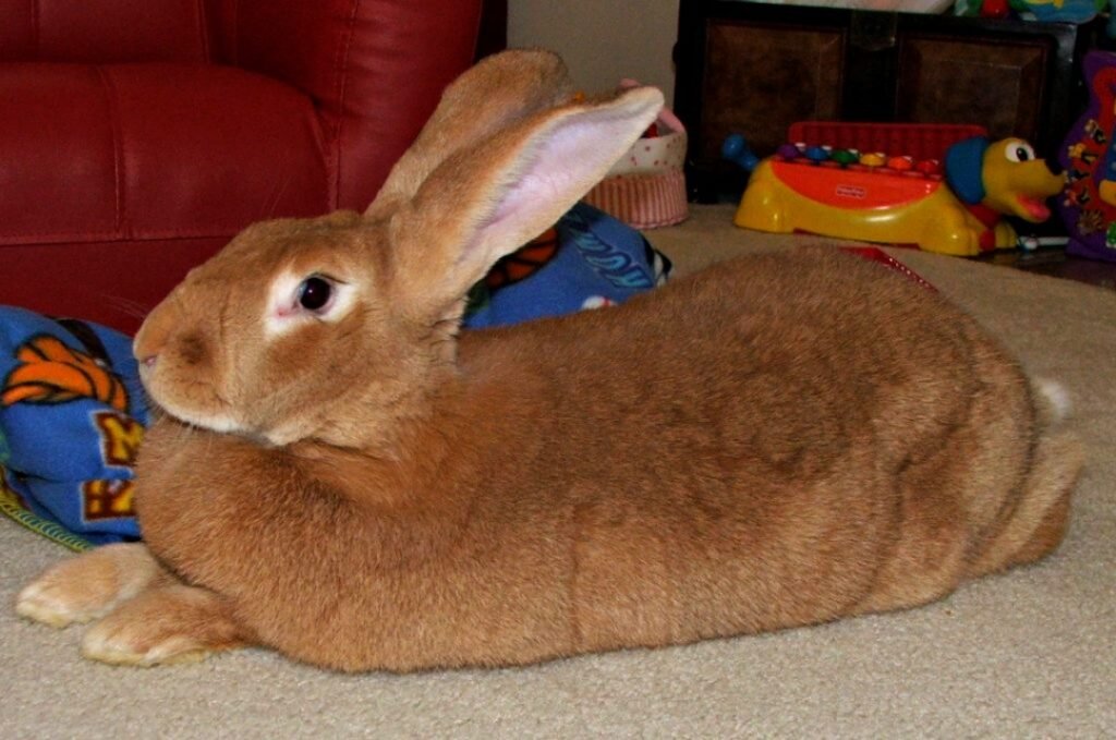 10 Interesting Facts About the Flemish Giant, World's Largest Rabbit ...