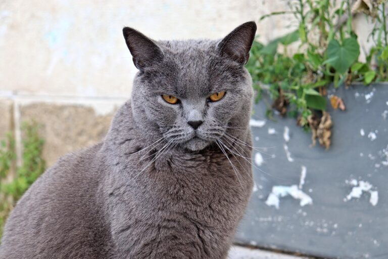 10 Grumpy Cat Breeds That Do Well Only With Solo Owners - Doggodigest
