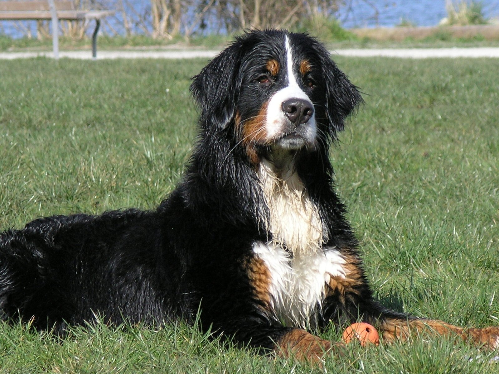 The 12 Best Dog Breeds Who Thrive as Farm Dogs - Doggodigest