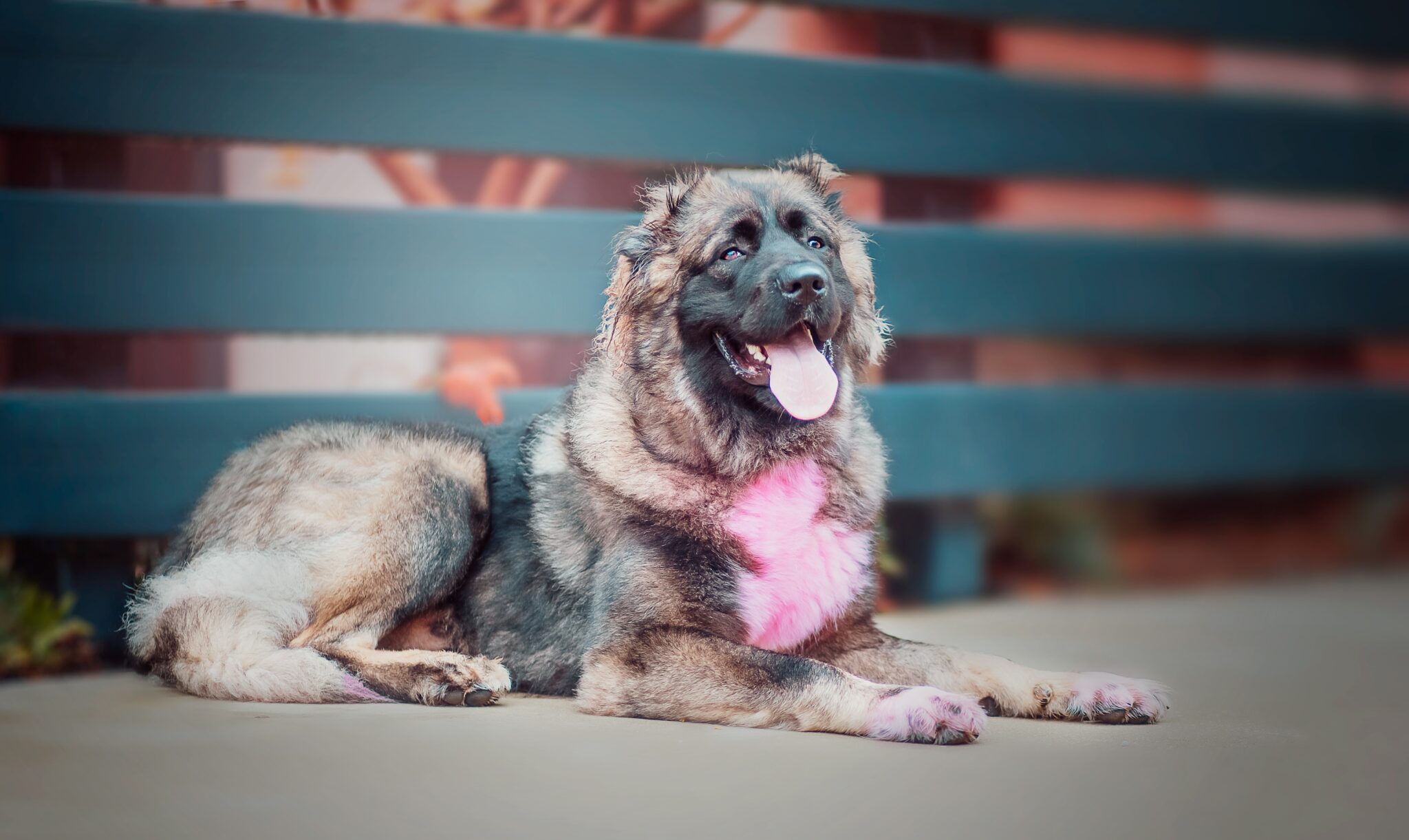 13 Incredible Facts About The Powerful Caucasian Ovcharka Dog - Doggodigest